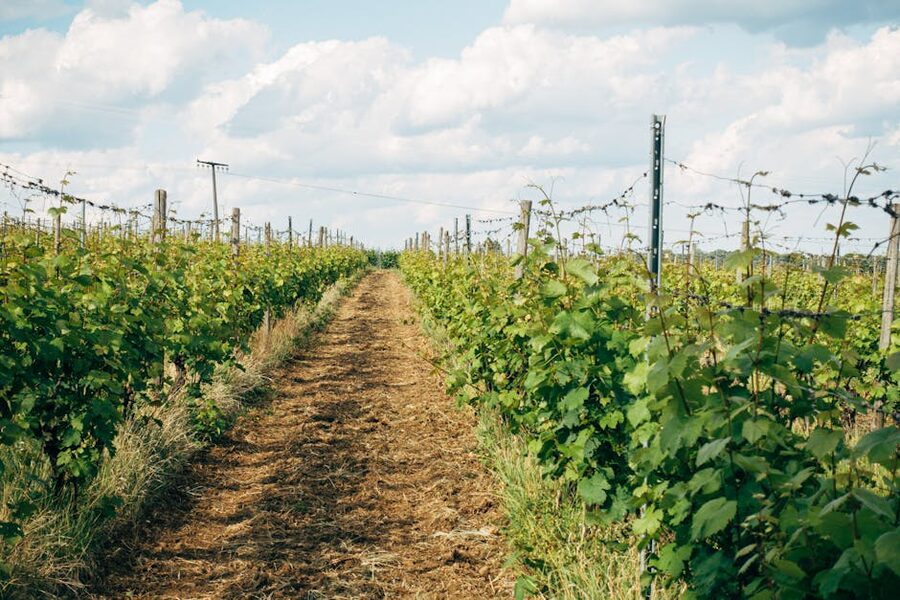 Vineyard rows with grapevines under cloudy sky
