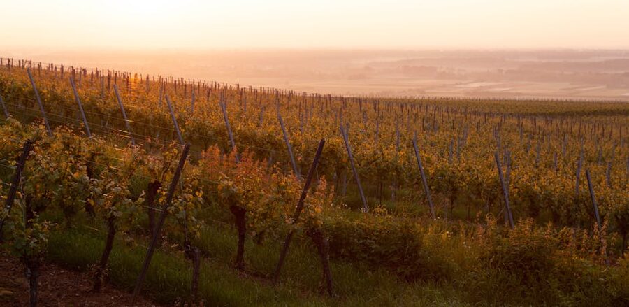 Vineyard at golden sunset with warm light over rows of vines