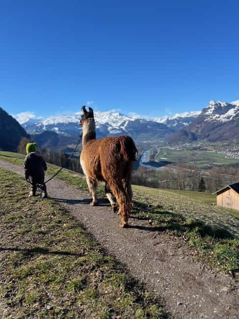 Triesenberg: Walk with Llamas in the Mountains - Exploring the Triesenberg Llama Hike in Depth