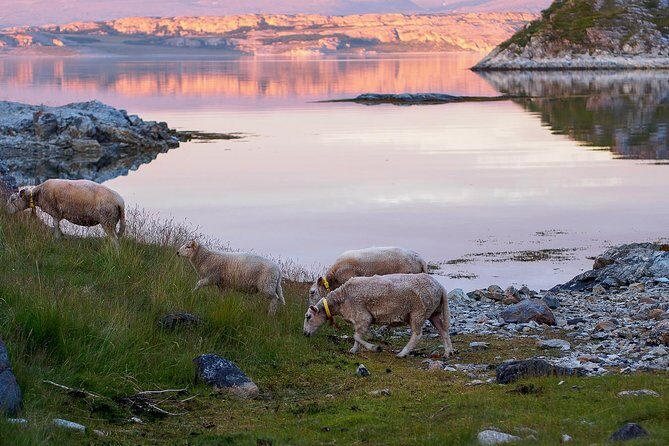 Tromsø: Exclusive Fjord Adventure by Bus - Value for Money and Overall Impression