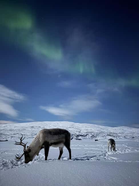 Tromsø: Exclusive Sámi Reindeer Experience with herders - Feeding and Observing Reindeer
