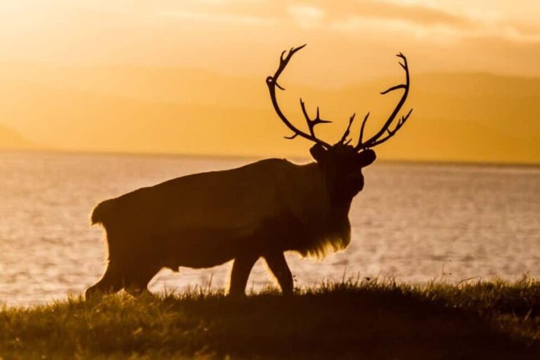 Tromsø: Fjord tour in a minibus to Sommarøy with fishsoup - In-Depth Look at the Itinerary