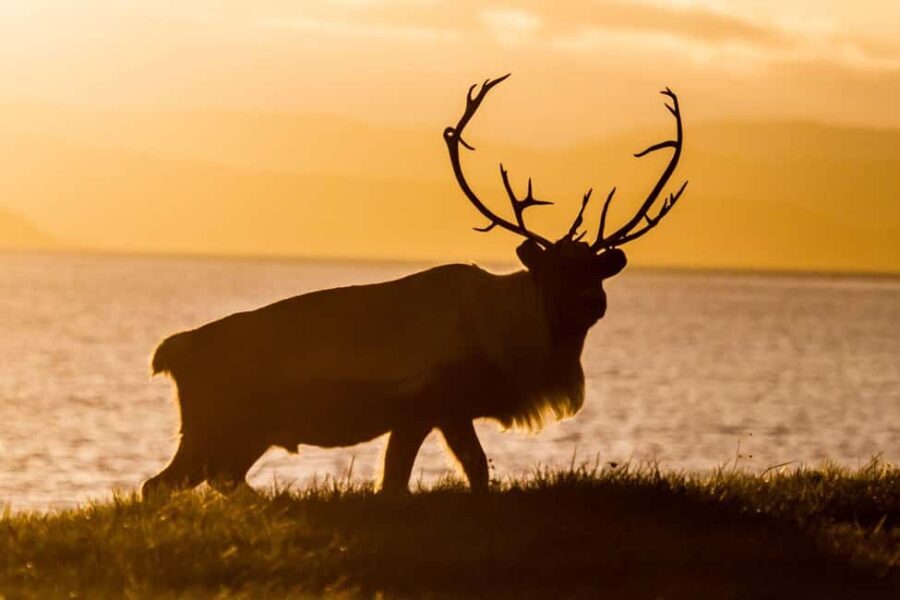 Tromsø: Fjord tour in a minibus to Sommarøy with fishsoup - In-Depth Look at the Itinerary