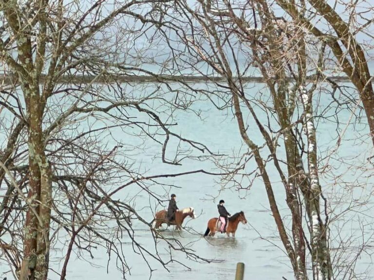 Tromsø: Horseback Riding Tour - Is This Tour Worth the Price?