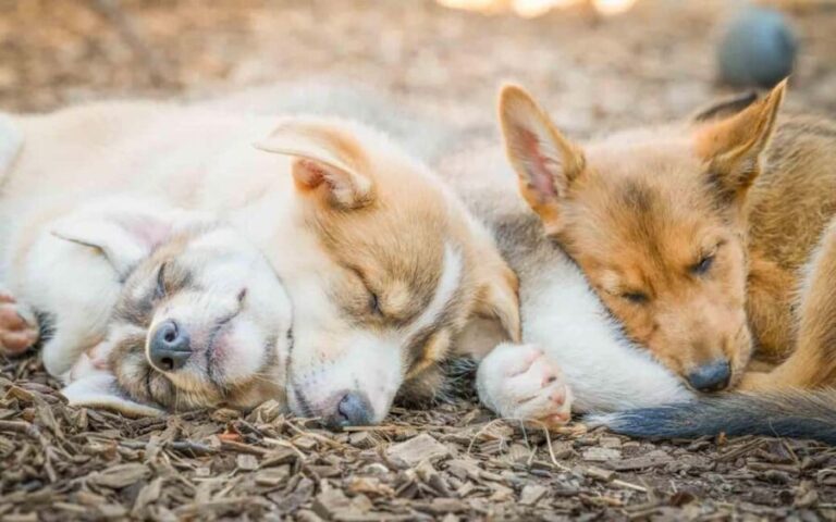 Tromsø: Husky Meet and Greet with Homemade Chocolate Cake - An In-Depth Look at the Husky Meet and Greet Experience