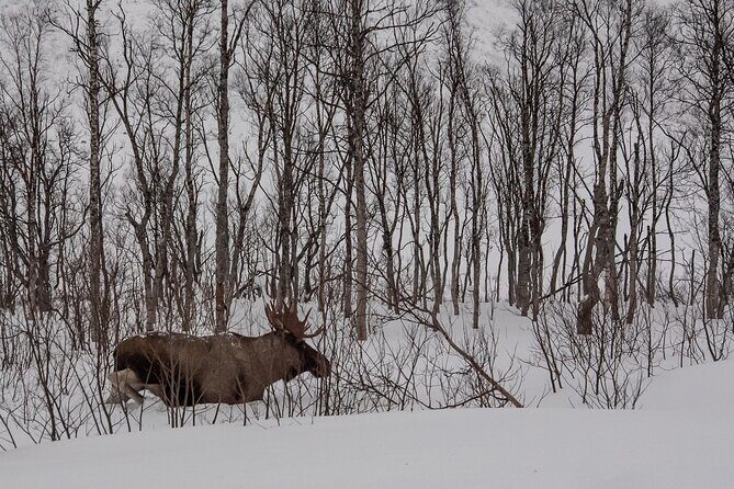 Tromsø: Kvaløya & Sommarøy Guided Fjord Tour with Lunch - Final Thoughts