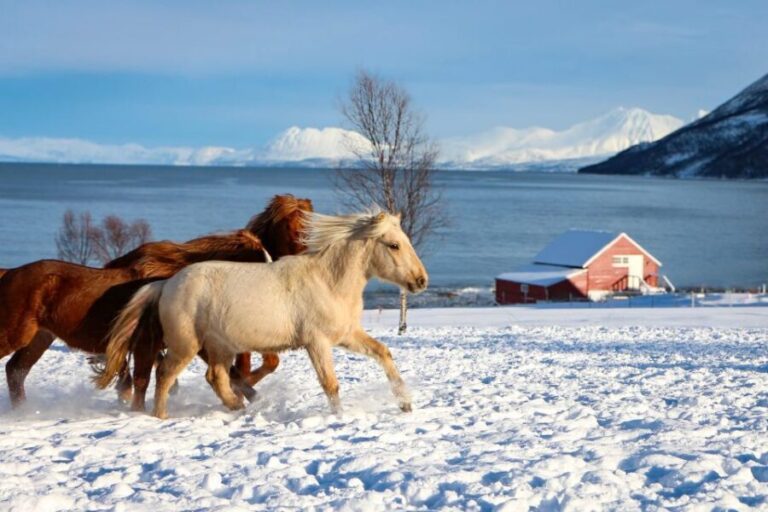 Tromsø: Lyngen Horse Stud Farm Visit - Interacting with the Horses