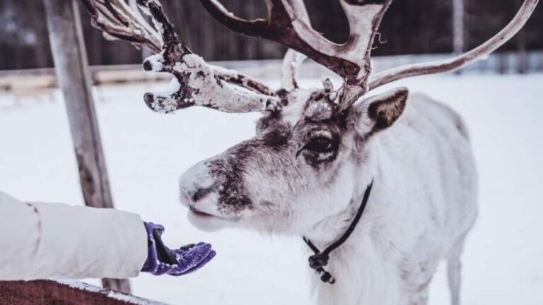 Tromsø: Northern Lights, Reindeer Feeding, Sami Camp, Museum - FAQ