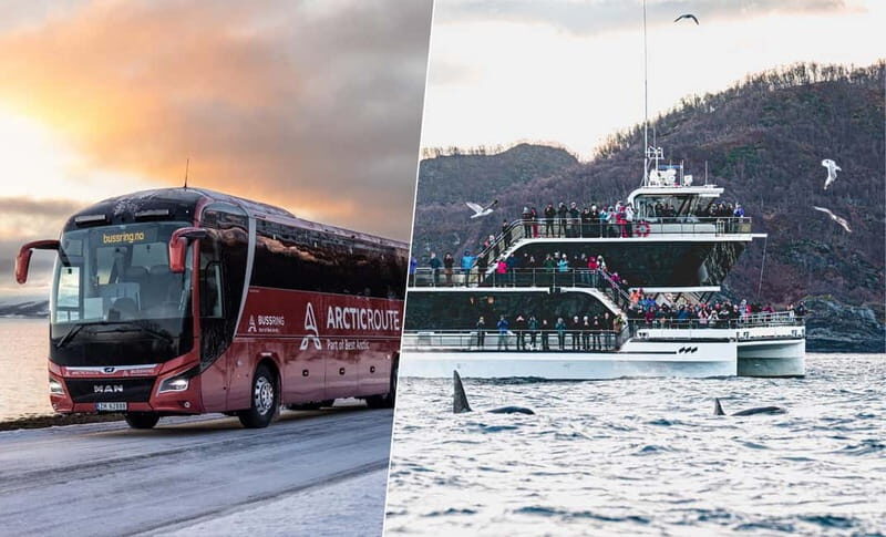 Tromsø: Whale Watching on hybrid boat with scenic bustrip - The Itinerary Breakdown: What to Expect