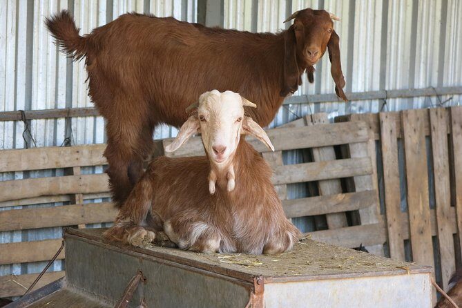 Troodos Mountains Halloumi Making: All Inclusive Workshop & Tour - What to Expect from the Troodos Mountains Cheese Tour