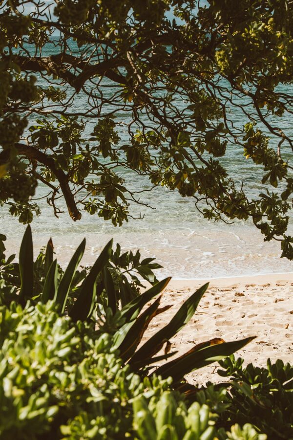 Tropical Hawaiian beach seen through lush foliage with sand and ocean