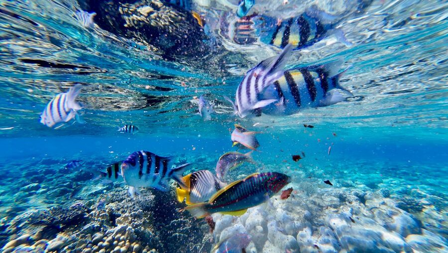 Colorful tropical fish swimming in a coral reef underwater
