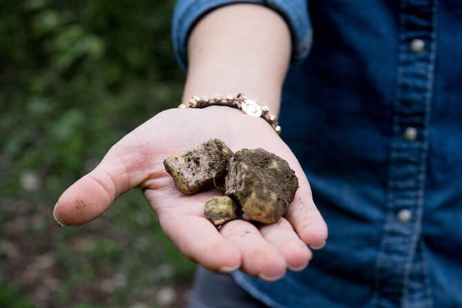 Truffle hunting + gourmet tasting (transfer included) - Transportation and Group Size