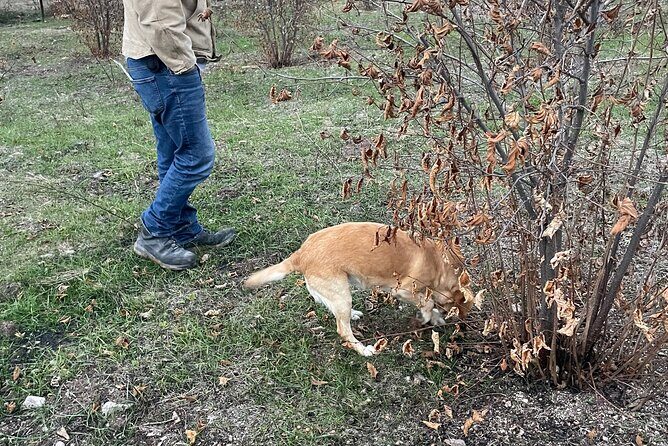 Truffle Hunting in Kyustendil - Practical Tips for Your Trip