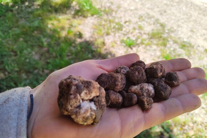 Truffle hunting in the Sicani mountains: a unique experience in Sicily - How It Compares to Other Sicilian Tours
