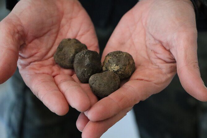 Truffle Hunting & Tasting in San Miniato Tuscany with Dogs - What Makes This Tour Special?
