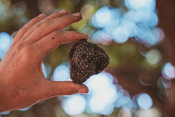 Truffle Hunting Tuscany Siena - Who Will Love This Tour?