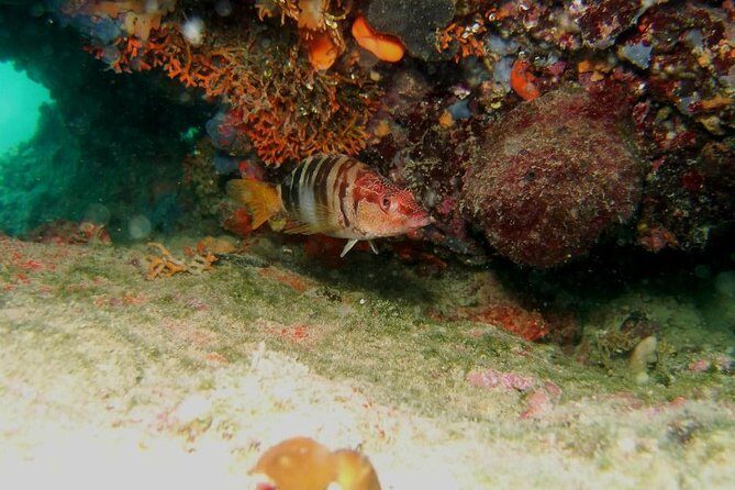 Try Scuba Diving in Split - What to Expect from This Try Scuba Experience