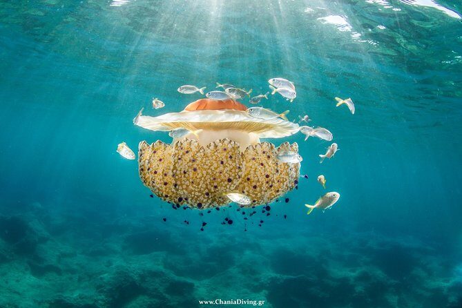 Try Scuba in Crete Free Certification & Photos (Beginners) - What You Can Expect During the Tour