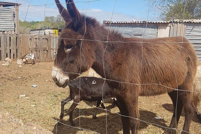 Tuk tuk tour- the best way to see coast and country side - Final Thoughts