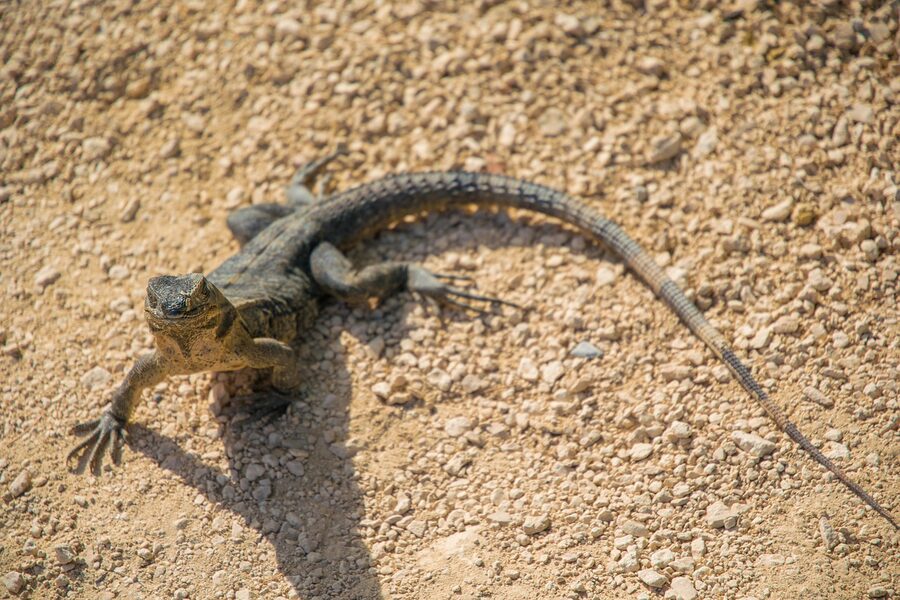 Close-up of Caribbean iguana at Tulum ruins