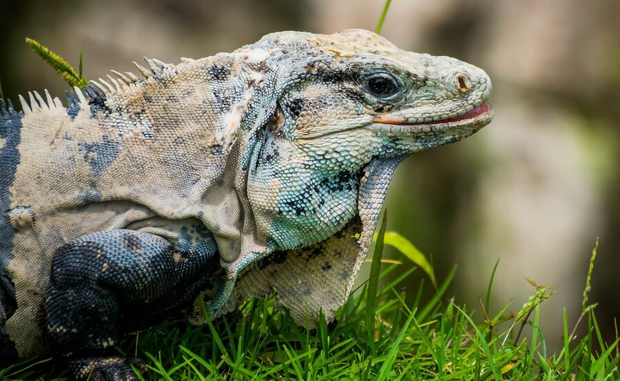 Large iguana sunning itself on a Tulum ruins wall