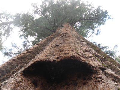 Giant sequoia tree in Tuolumne Grove Yosemite