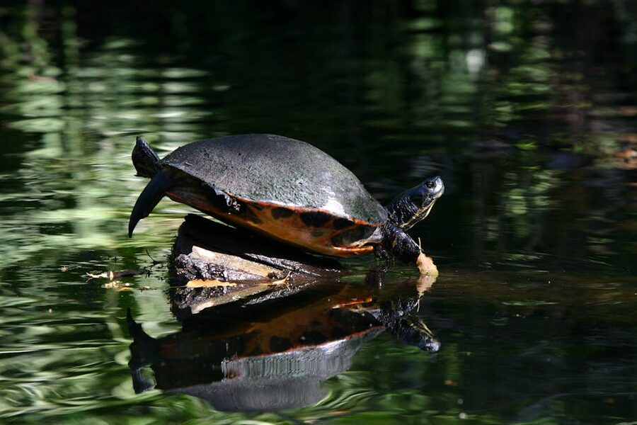 Turtle basking on a log in a Florida river