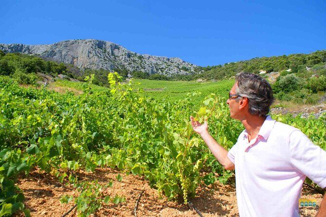 Twice the Wine - Two wineries half day tour, with delicacies - Authenticity, Guides, and Reviews