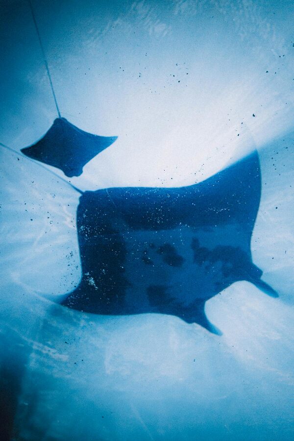 Two giant oceanic manta rays swimming underwater