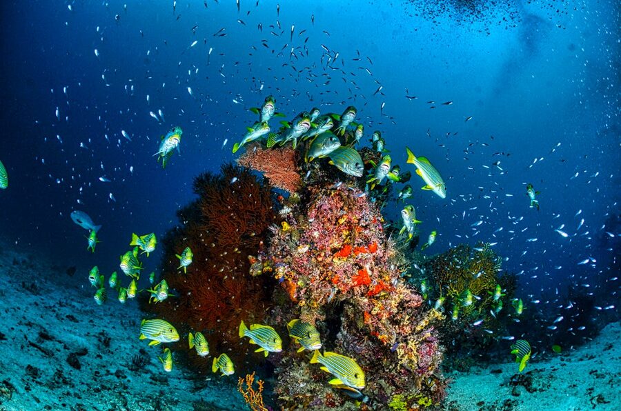 Stunning underwater scene of a coral reef with diverse colorful marine life