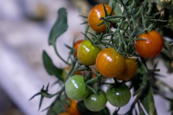 Unforgettable Full-Day Golden Circle Private Tour from Reykjavík - Who Will Love This Tour?