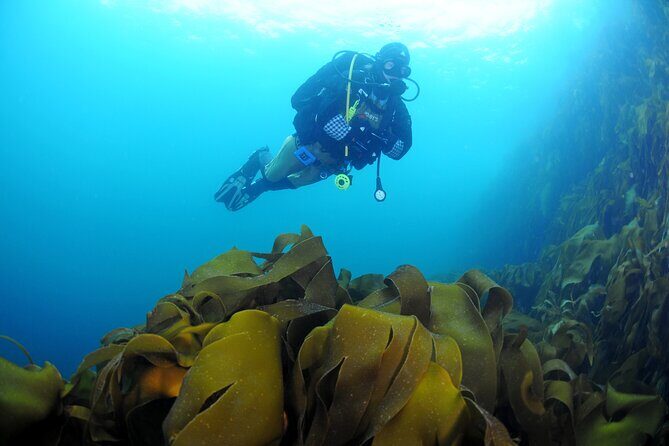 Unique Scuba Diving Experience - What Travelers Are Saying