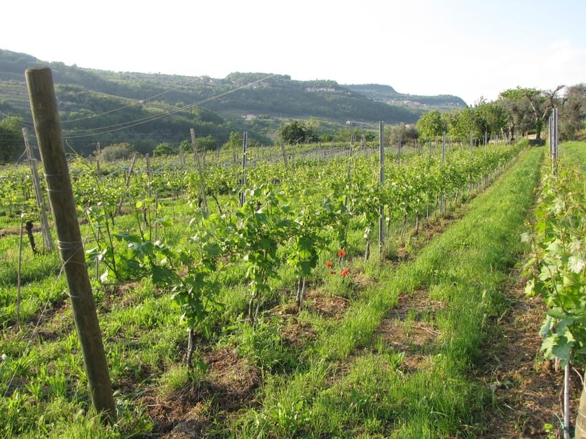 Valpolicella in the round: tasting of typical Valpolicella wines - Real Insights from Visitors