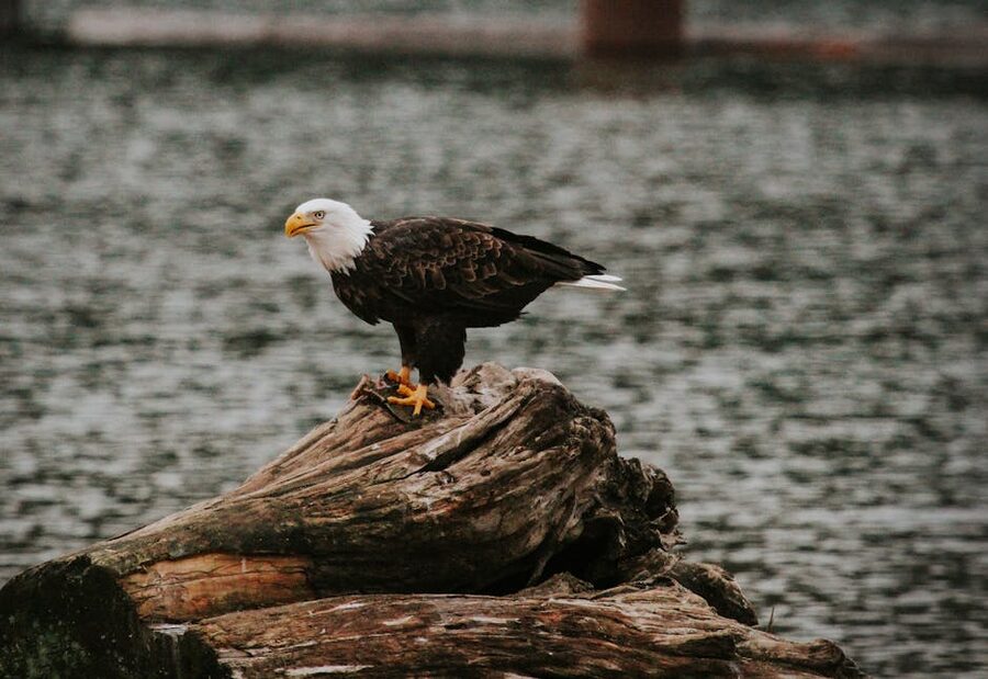 Bald eagle by a lake in British Columbia, Canada