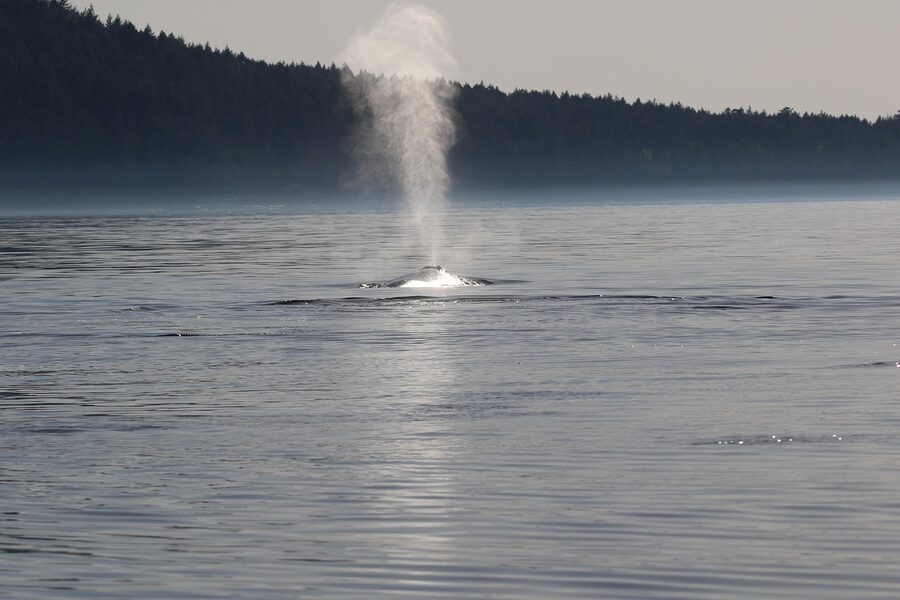 Humpback whale blow spout against Pacific BC waters