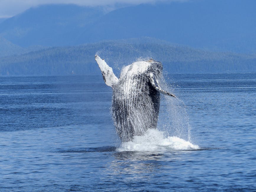 Humpback whale breach with mountains in the background