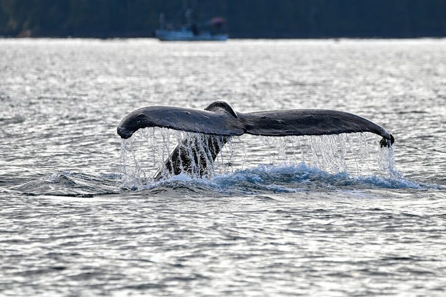 Humpback whale tail fluke disappearing into the ocean