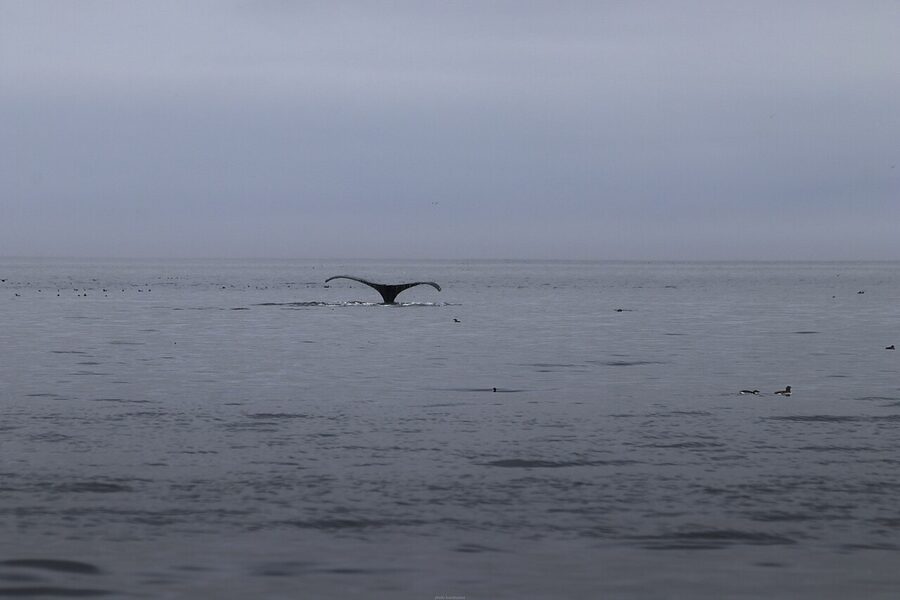 Humpback whale surfacing off Vancouver Island, British Columbia