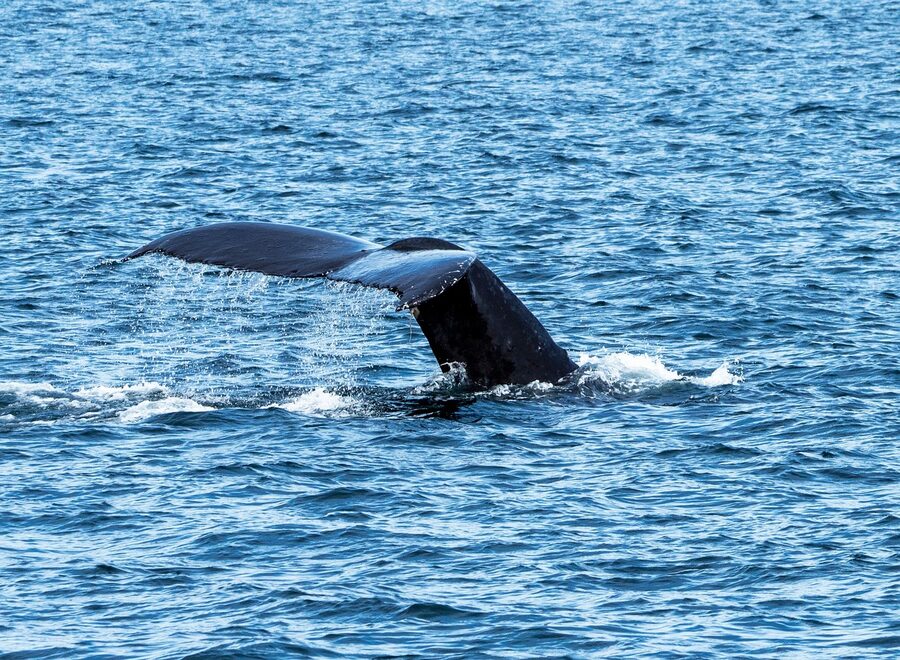 Humpback whale surfacing off Vancouver Island in BC waters