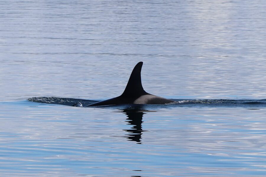 Orca dorsal fin breaking surface off BC coast