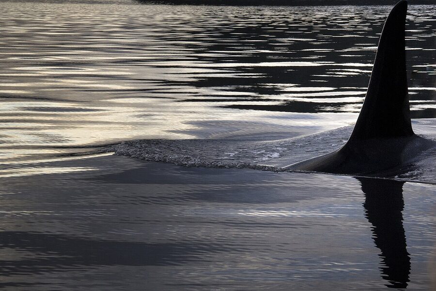 Orca dorsal fin off Sooke BC coast