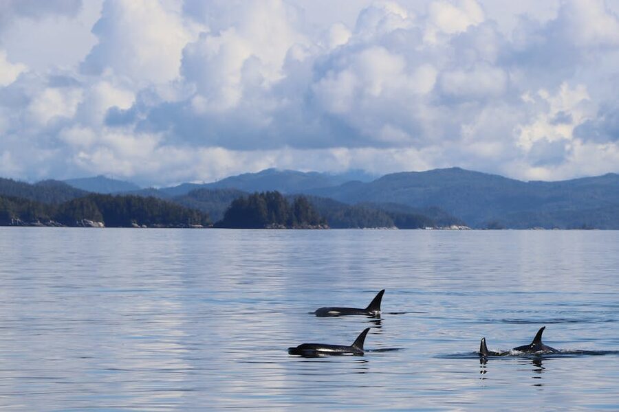 Orca pod swimming off the BC coast with mountains in the background