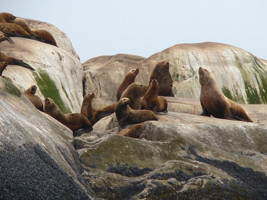 Steller sea lions hauled out on rocks, Pacific BC coast