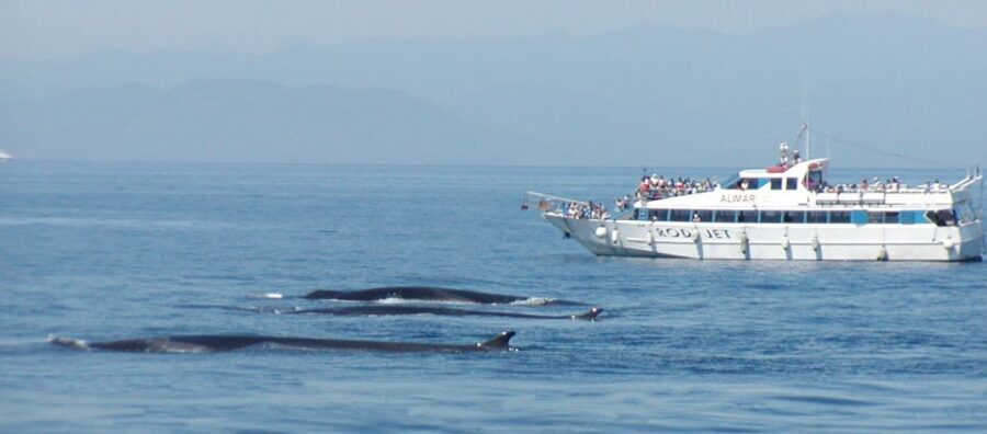 Varazze: Pelagos Sanctuary Guided Cetacean Watching Tour - Practical Details and Tips