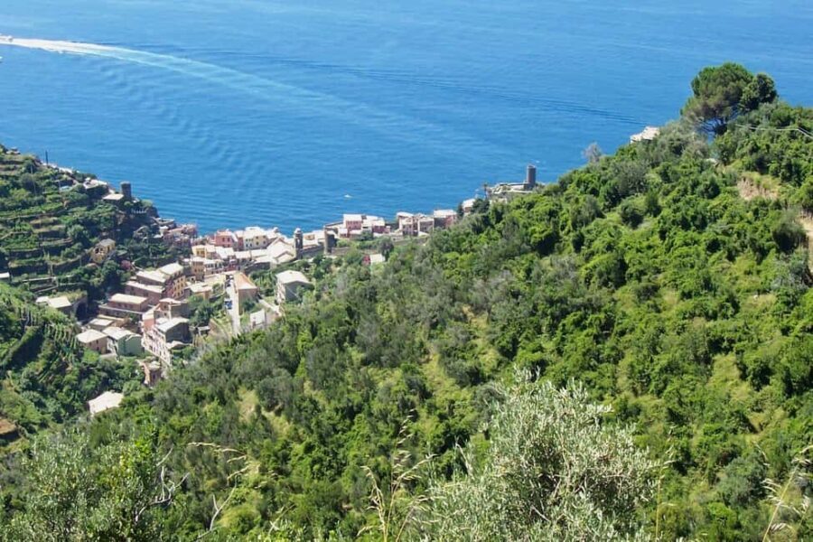 Vernazza (5 Terre): olive grove tour and oil and wine tasting - The Itinerary in Detail
