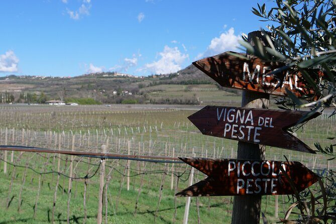 Verona - Cellar Tour and Tasting of NATURAL WINES - The Sum Up