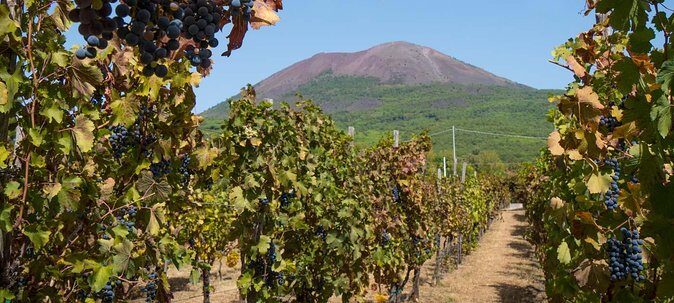 Vesuvius & Vineyard select from Sorrento - Transportation and Group Size: What to Expect