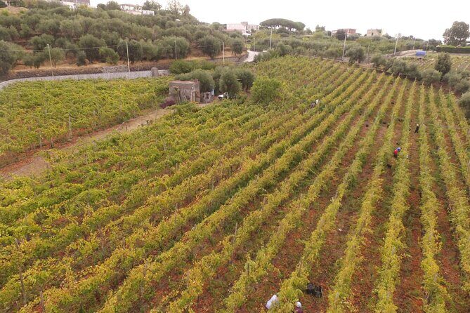 Vesuvius wine tasting with company tour - Who This Tour Is Perfect For