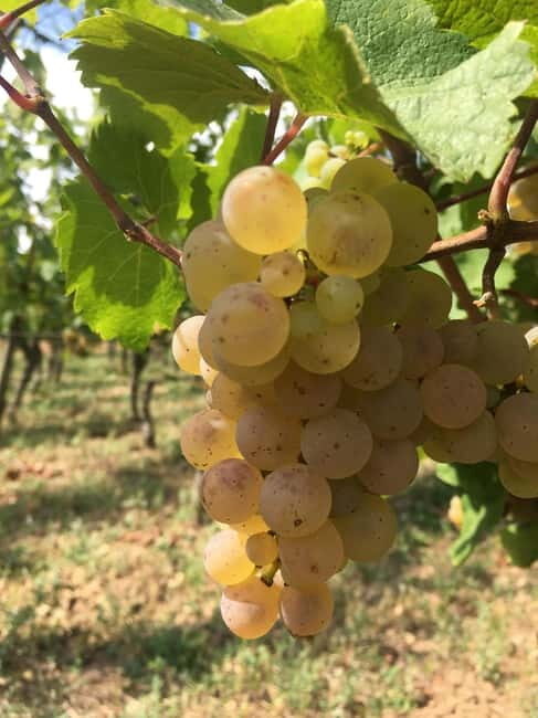 Vgtlinshoffen: Alsace Wine Tasting - Why You’ll Love the Alsace Wine Tasting